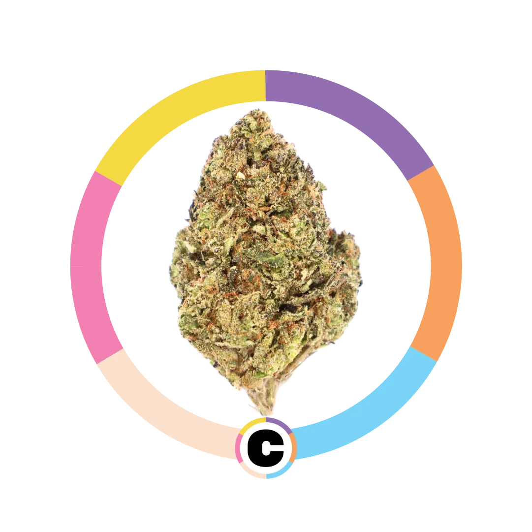 Gas Face | 14g | Canape DC